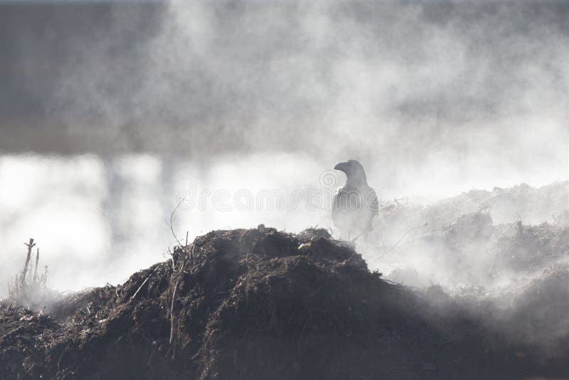 A Common Raven Corvus Corax in the Mist Stock Photo - Image of common ...