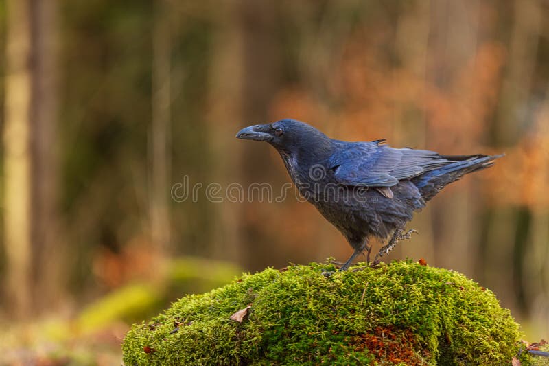 Common Raven (Corvus Corax) in the Moss in the Forest Stock Image ...