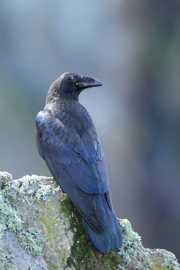 Common Raven (Corvus Corax) Norway Stock Image - Image of flight, light ...