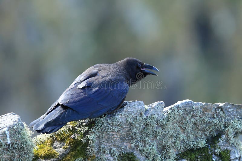 Common Raven (Corvus Corax) Norway Stock Image - Image of common, bird ...