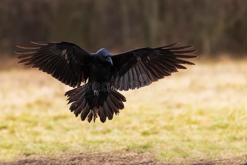 Common Raven Corvus Corax with Outstretched Wings Stock Image - Image ...