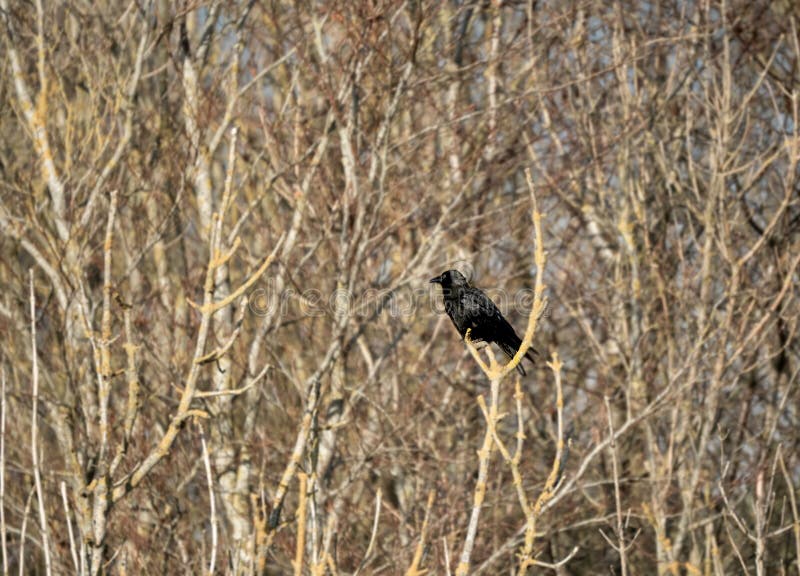 Common Raven (Corvus Corax) Perched on a Tree, Looking Off into the ...