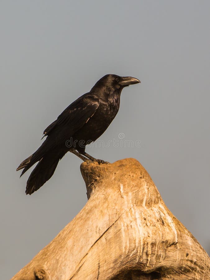 A Common Raven Watching from Above Stock Photo - Image of blue, corax ...