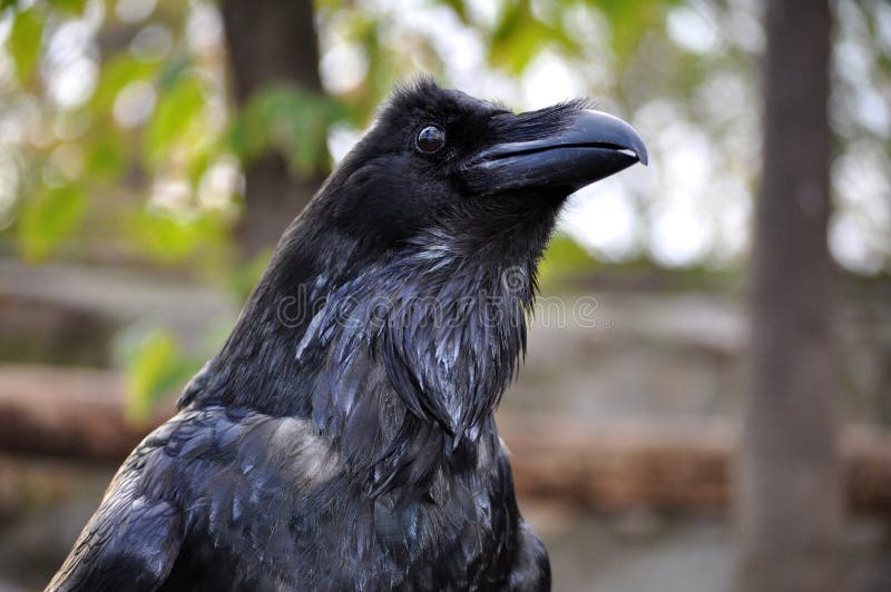 Common Raven (Corvus Corax) Stock Photo - Image of beograd, corax ...