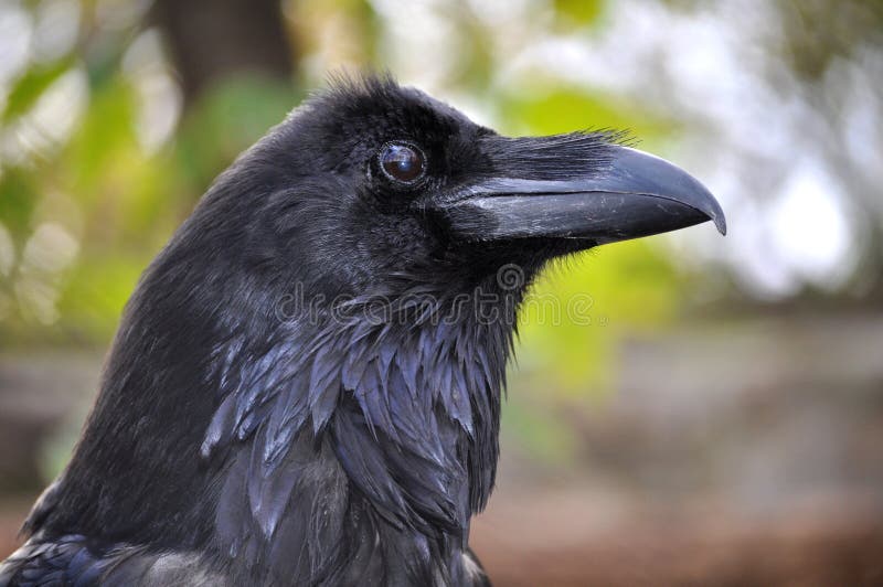 Common Raven (Corvus Corax) Stock Photo - Image of northern, serbia ...