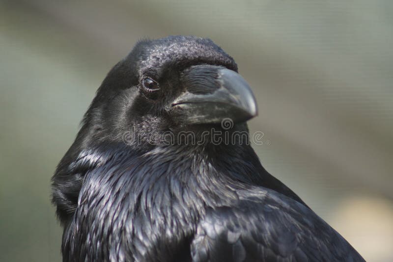 Common Raven - Corvus Corax Stock Photo - Image of nature, wild: 62356738