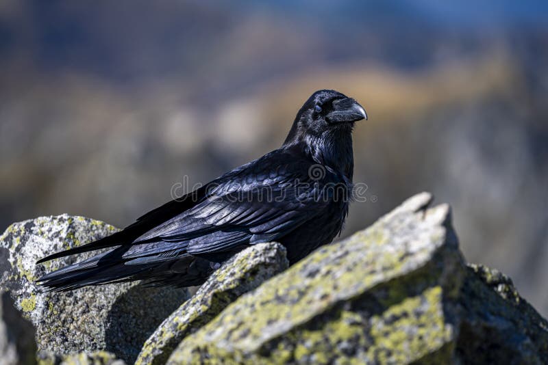 Common Raven, Corvus Corax, on a Rock in the Tatra Mountains, Poland ...