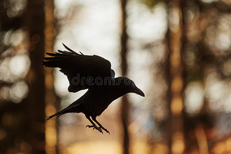 Common Raven (Corvus Corax) Silhouette of a Bird in Flight Stock Photo ...