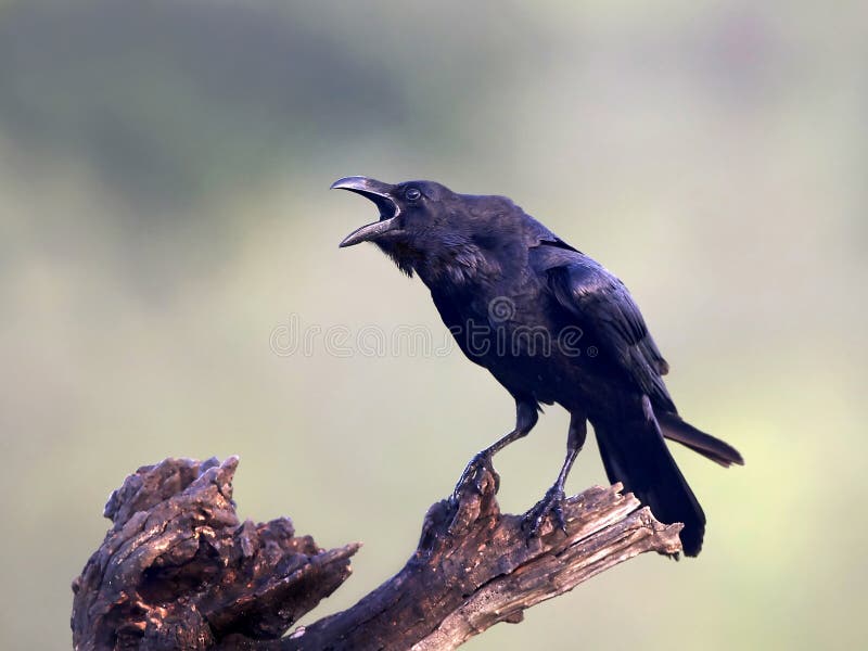 Common Raven (Corvus Corax) Stock Image - Image of beak, common: 70402655