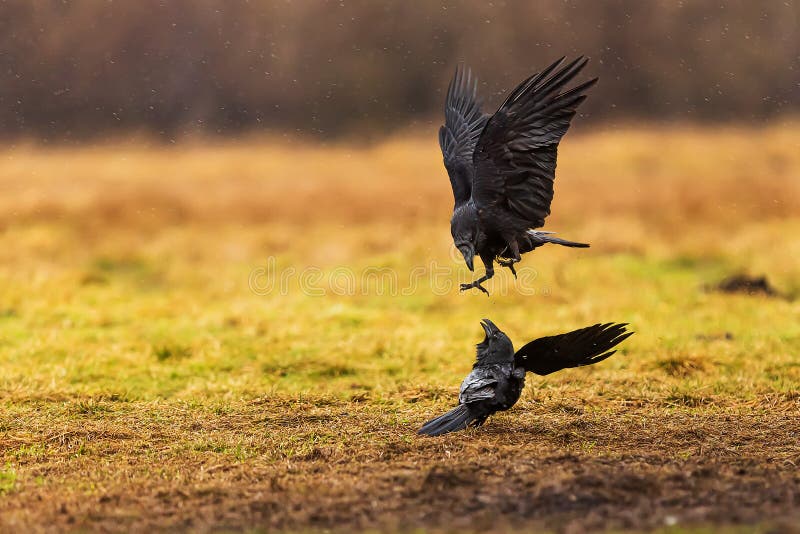 126 Raven Fighting Stock Photos - Free & Royalty-Free Stock Photos from ...