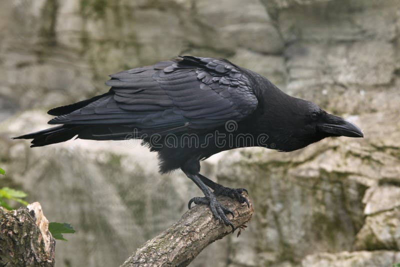 Common Raven (Corvus Corax). Stock Image - Image of eurasian, european ...