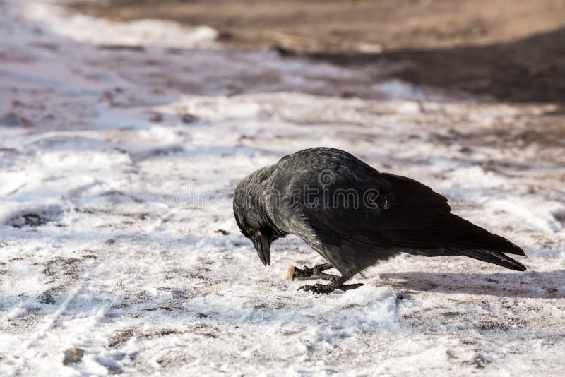 Common raven stock image. Image of animal, raaf, feathers - 65338289