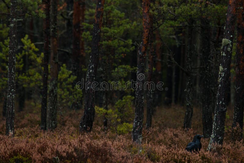 Dark Raven, Corvus Corax in an Autumnal Bog Forest in Estonian Wild ...