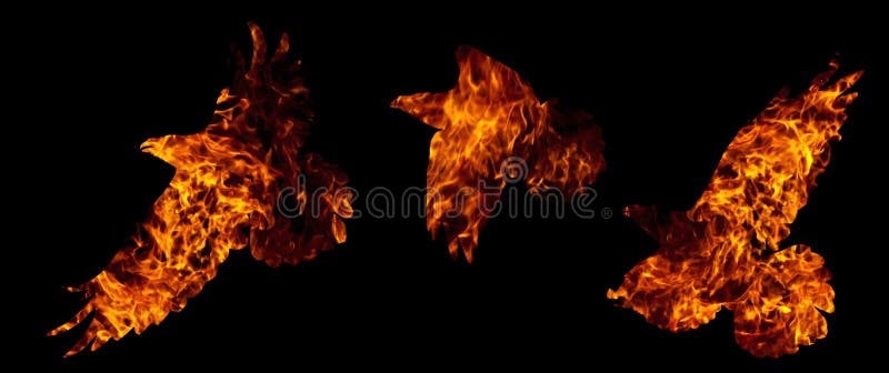 Common Raven are Fire Isolated on Black Stock Photo - Image of gothic ...