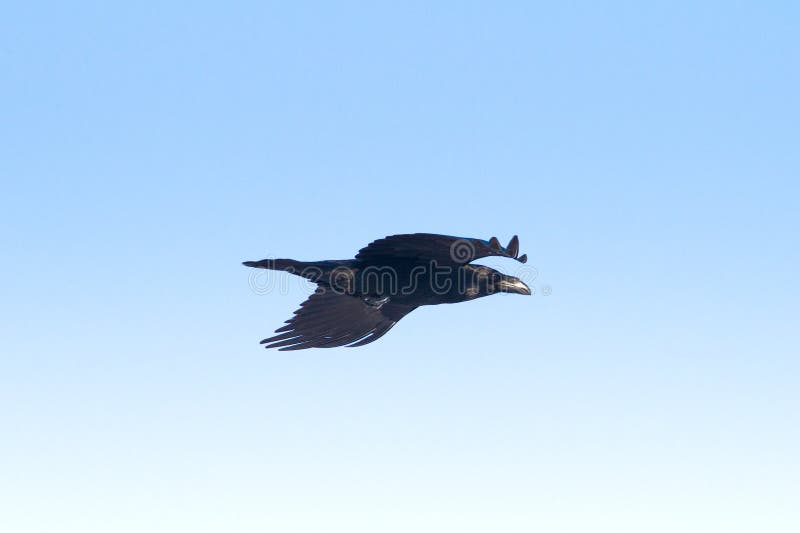 Common Raven in Flight / Corvus Corax Stock Photo - Image of water ...