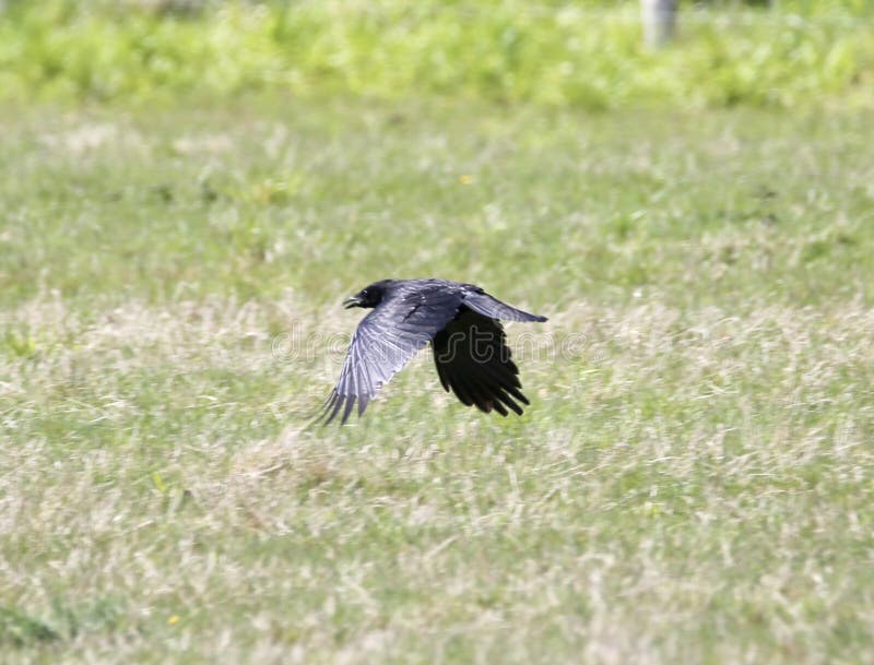A common raven in flight stock image. Image of birds - 385639971