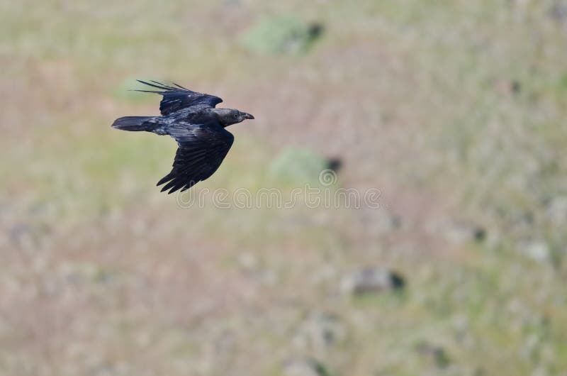 Common Raven Flying in a Blue Sky Stock Photo - Image of raven ...
