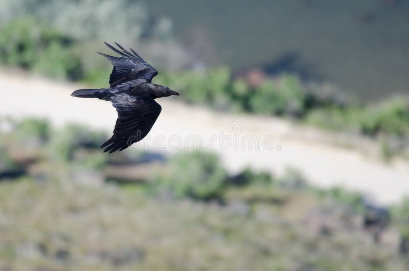 Common Raven Flying in a Blue Sky Stock Image - Image of soaring ...