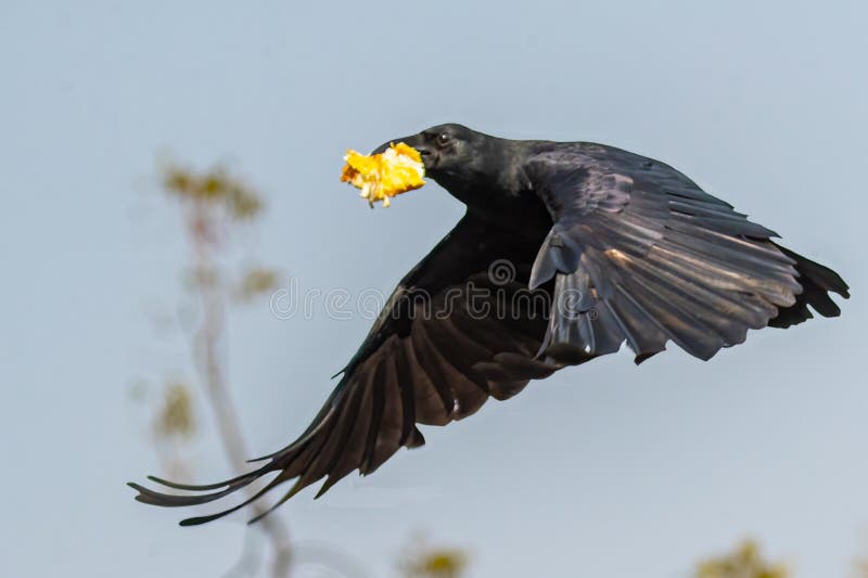 A Common Raven in flight stock photo. Image of norway - 259996920
