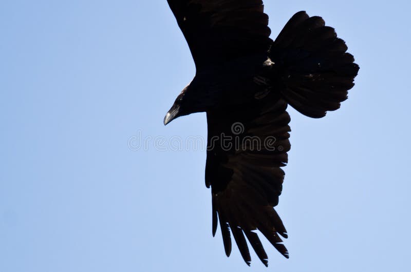 Common Raven Flying in a Blue Sky Stock Photo - Image of nature, blue ...