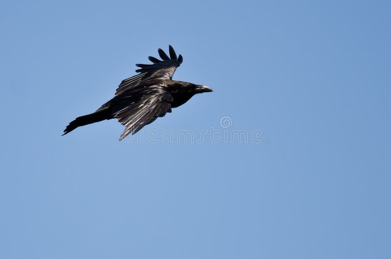 Common Raven Flying in a Blue Sky Stock Photo - Image of raven, soaring ...