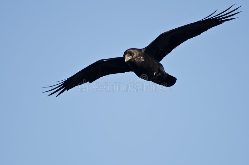 Common Raven Flying in a Blue Sky Stock Image - Image of nature ...
