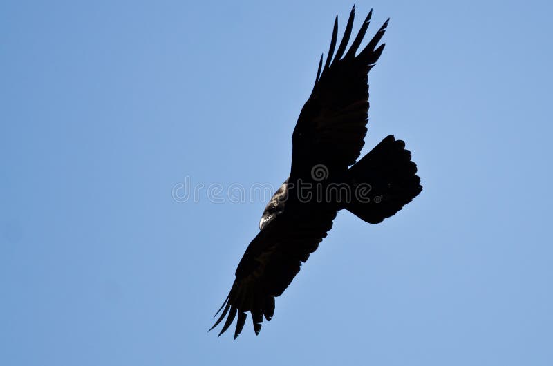 Common Raven Flying in a Blue Sky Stock Photo - Image of animal, flight ...