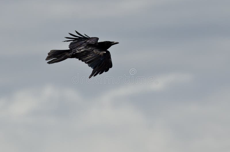 Common Raven Flying in a Cloudy Sky Stock Photo - Image of common, wild ...