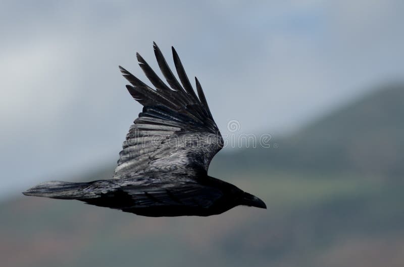 Common Raven Flying In Blue Sky Stock Photo - Image of black, soaring ...