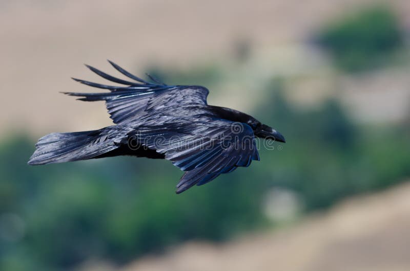 Common Raven Flying in a Blue Sky Stock Photo - Image of raven ...