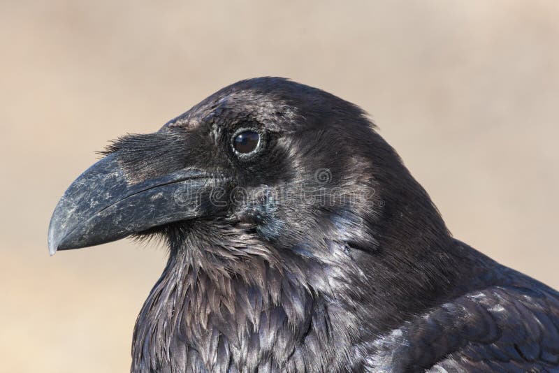 Common raven headshot stock photo. Image of corax, bird - 245700882