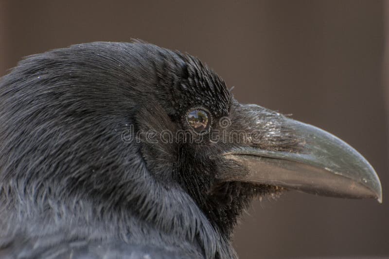 Common raven stock photo. Image of bird, raven, wing - 57773798