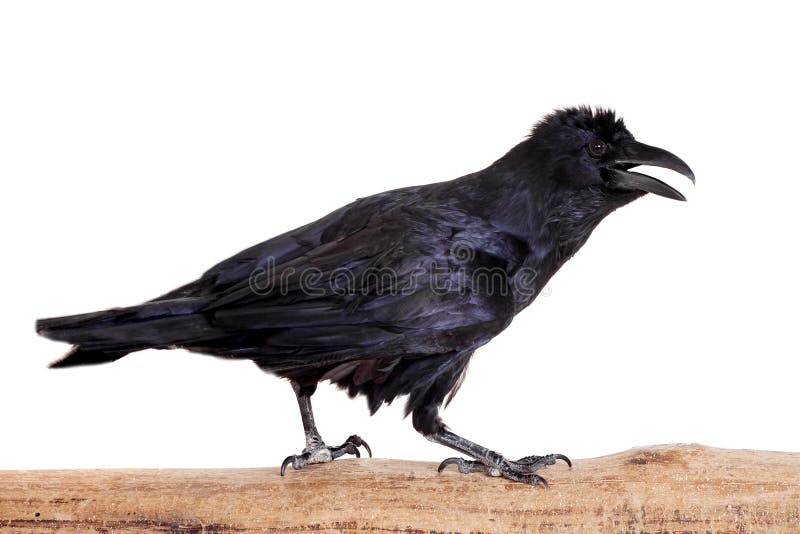 Common Raven Isolated on White Stock Image - Image of colorful, claw ...