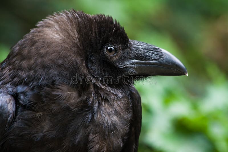 Common Raven or Northern Raven Stock Image - Image of nature, raven ...