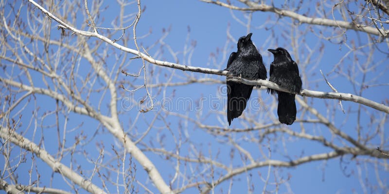Common Raven stock photo. Image of birds, america, black - 86838852
