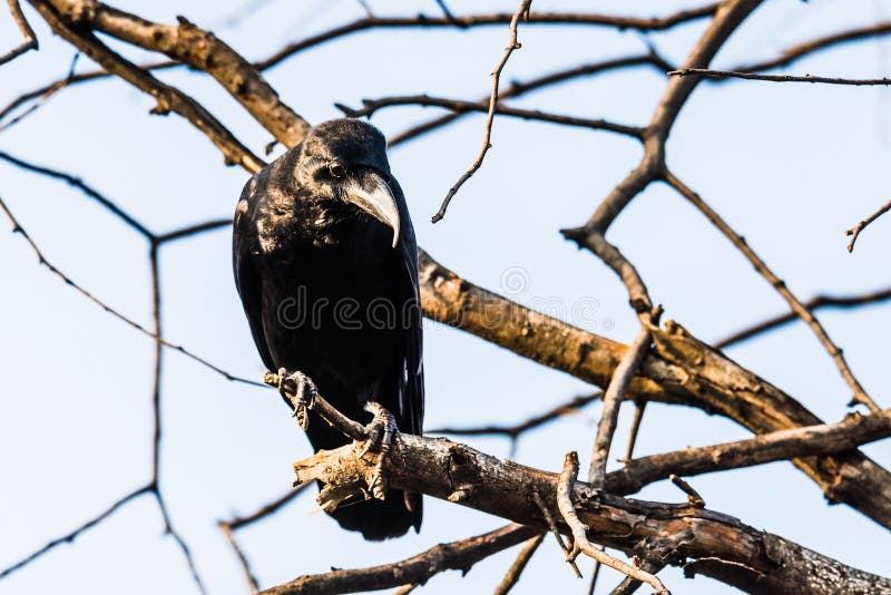 Common Raven perched stock photo. Image of black, claw - 87611820