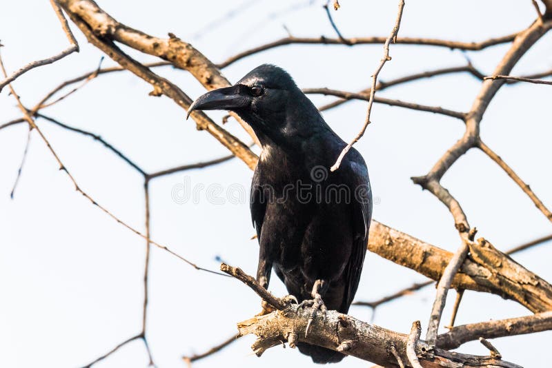 Common Raven perched stock photo. Image of corvus, raven - 87788600