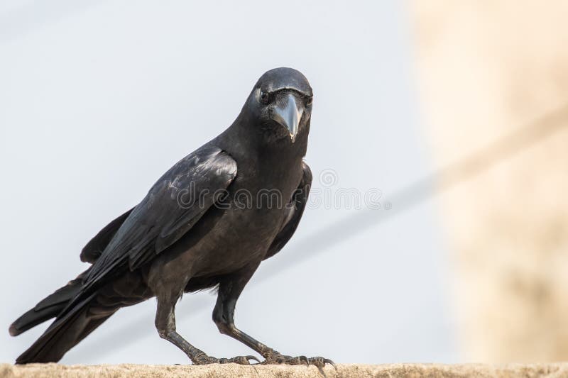A Common Raven Sitting on Wall Stock Photo - Image of chick, beak ...
