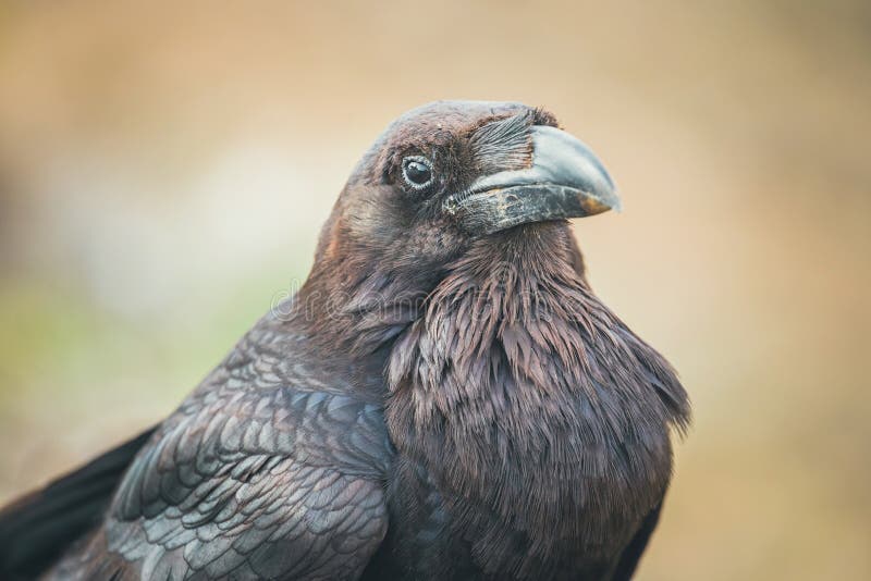 Common Raven Sitting on a Wooden Beam Stock Photo - Image of beam, life ...