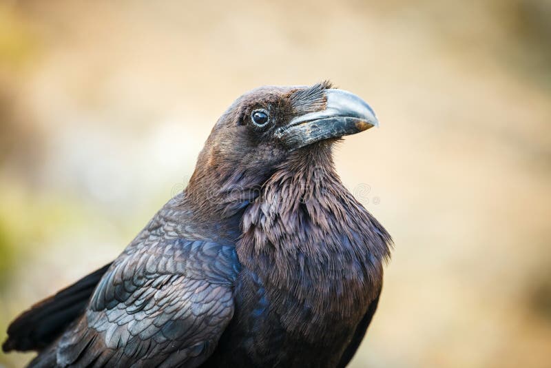 Common Raven Sitting on a Wooden Beam Stock Photo - Image of closeup ...