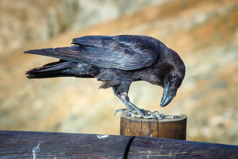 Common Raven Sitting on a Wooden Beam Stock Photo - Image of bird ...
