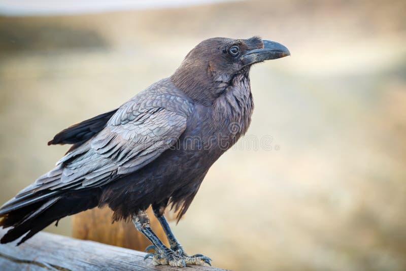 Common Raven Sitting on a Wooden Beam Stock Photo - Image of closeup ...