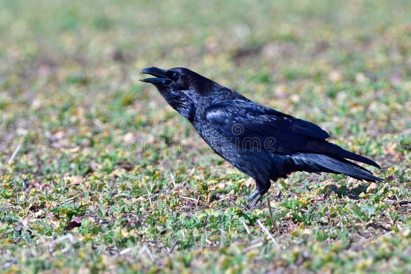 Common raven in spring stock photo. Image of northern - 113986678