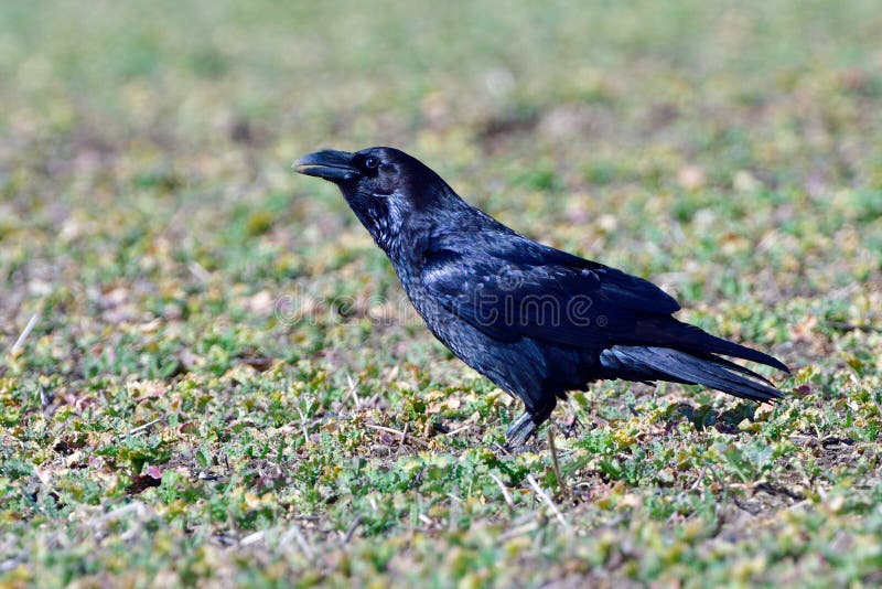 Common raven in spring stock photo. Image of bird, outdoor - 113986612