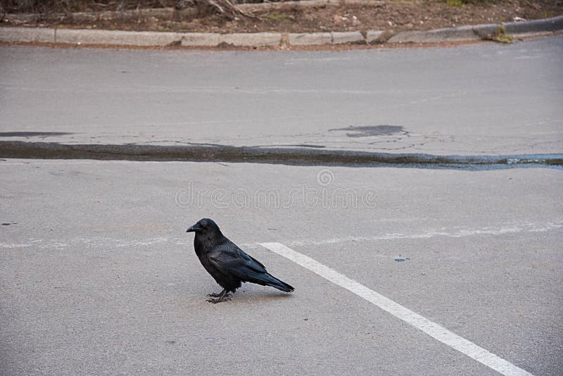 Common raven stock image. Image of black, aves, beak - 95803149
