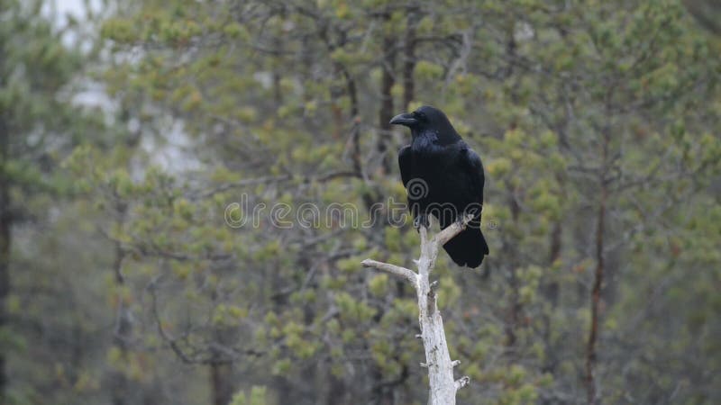 Common Raven on tree stock footage. Video of corax, ornithology - 35318496