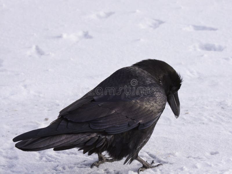 Common Raven Walking in the Snow, Alberta, Canada Stock Image - Image ...