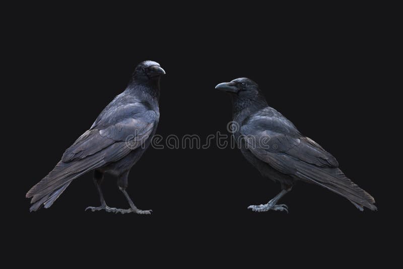 Two Common Ravens Flying in a Blue Sky Stock Image - Image of wildlife ...