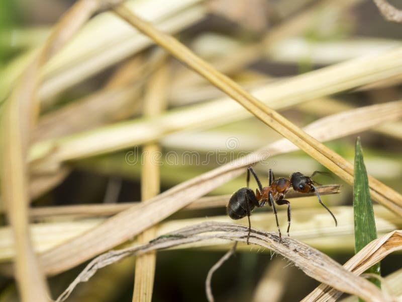 195 Ant Struggle Stock Photos - Free & Royalty-Free Stock Photos from ...