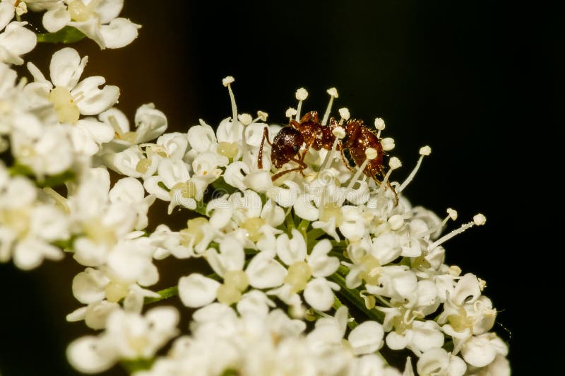 Common red ant stock image. Image of importerade, european - 70780183